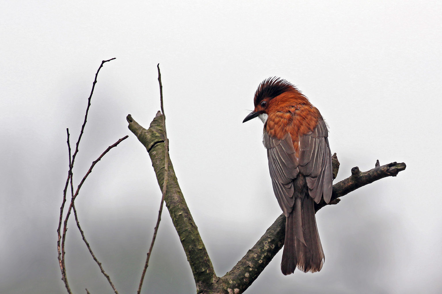 栗背短腳鵯 Chestnut Bulbul - 澳門生態網
