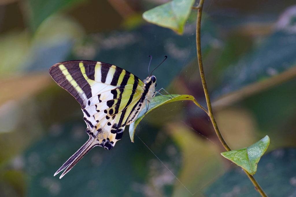 綠鳳蝶 Pathysa antiphates - 澳門生態網