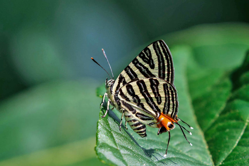 銀線灰蝶 Spindasis lohita - 澳門生態網