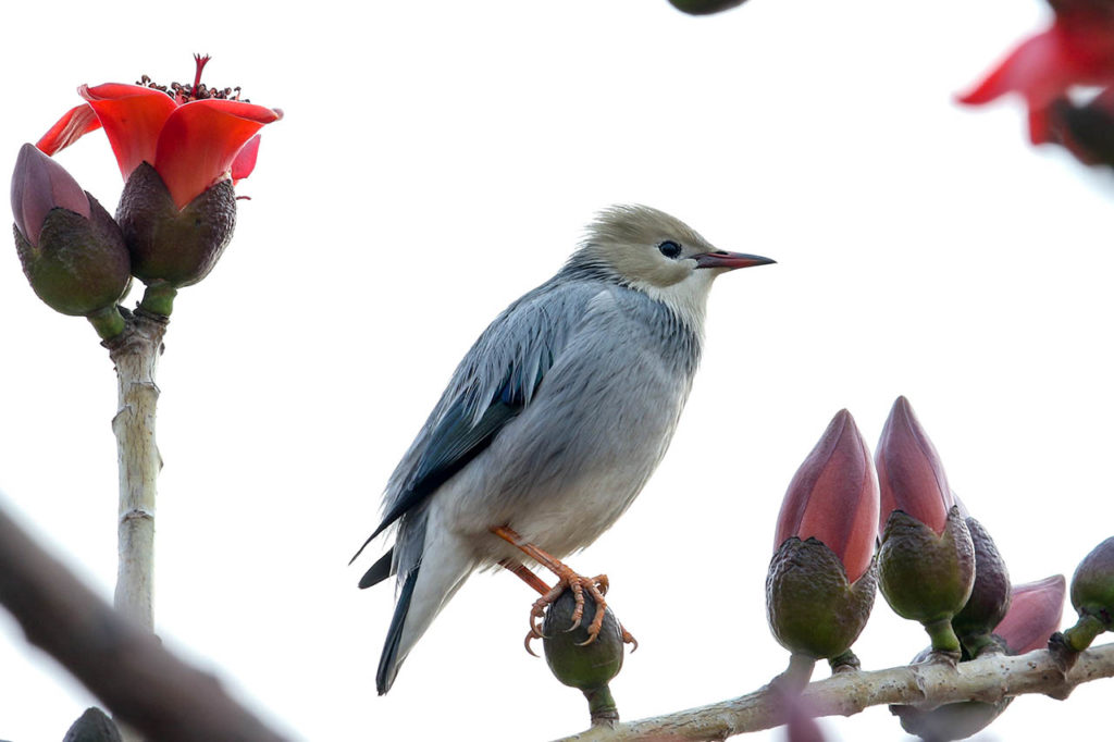 絲光椋鳥 Red-Billed Starling - 澳門生態網