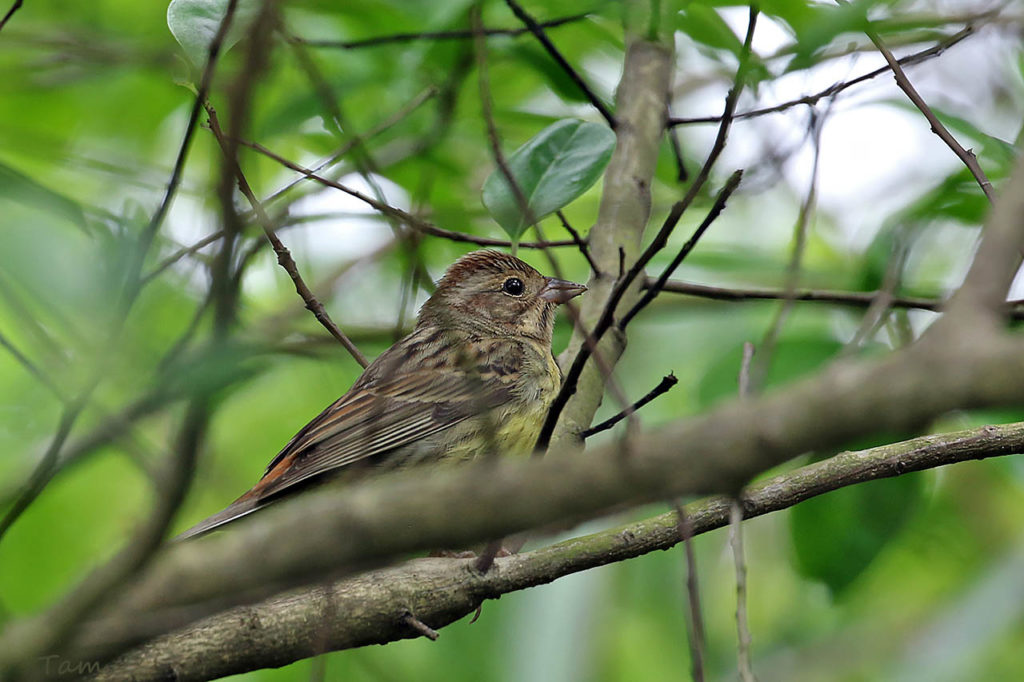 栗鵐 Chestnut Bunting - 澳門生態網