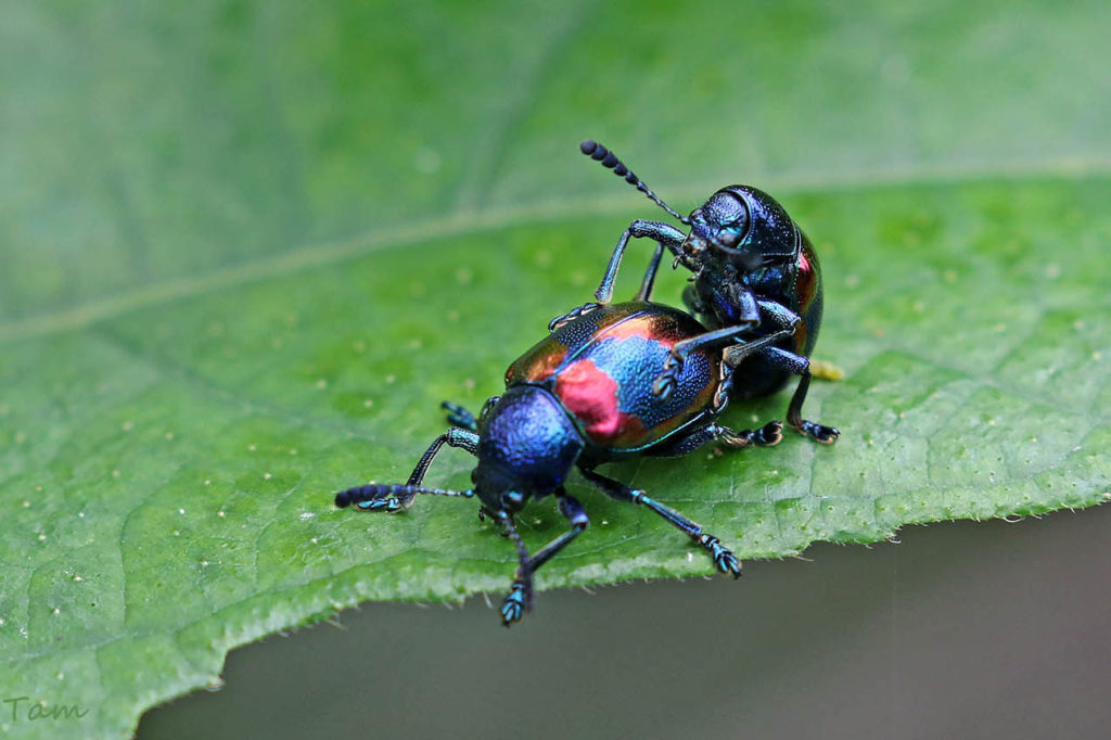 波紋扁角葉甲 Platycorynus undatus - 澳門生態網