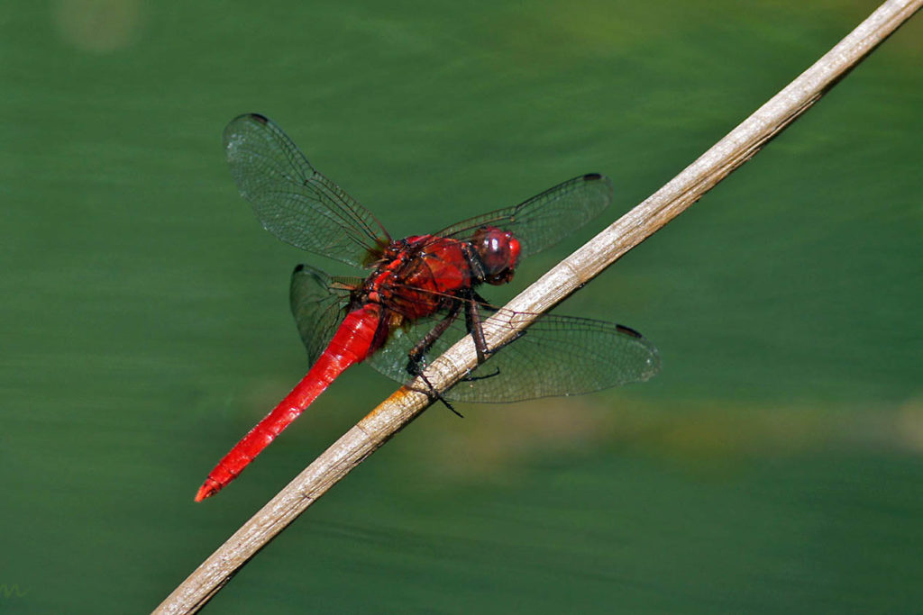 紅胭蜻 Rhodothemis rufa - 澳門生態網