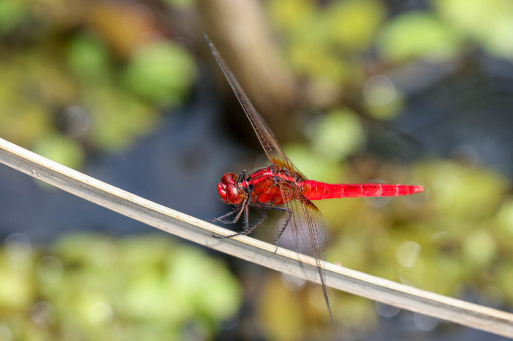 紅胭蜻 Rhodothemis rufa - 澳門生態網