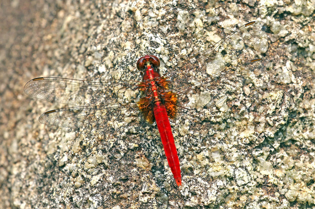 紅胭蜻 Rhodothemis rufa - 澳門生態網