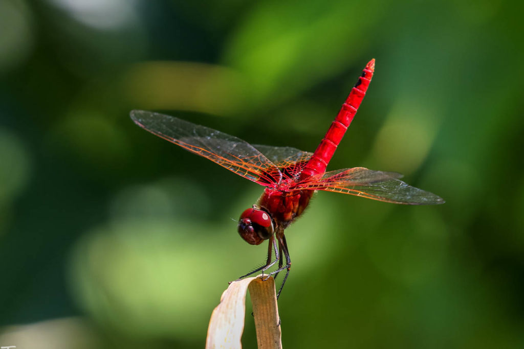 赤斑曲鈎脈蜻 Urothemis signata - 澳門生態網