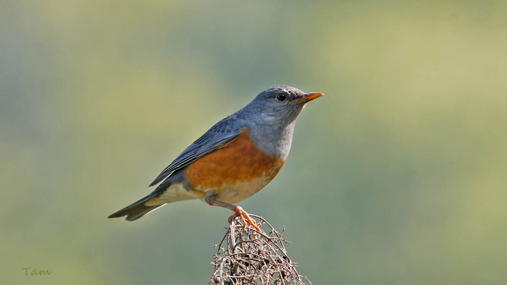 灰背鶇 Grey-backed Thrush - 澳門生態網