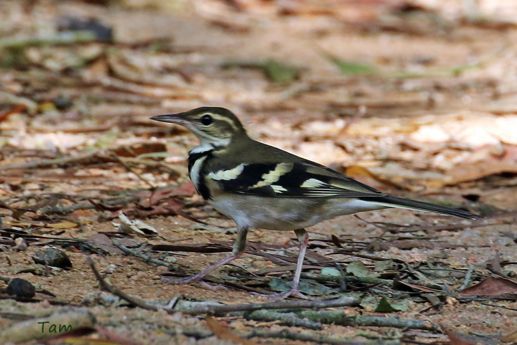 山鶺鴒 Forest Wagtail - 澳門生態網