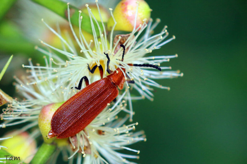 赭喙紅螢 Lycostomus placidus - 澳門生態網