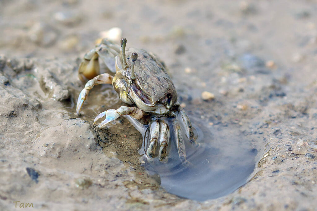 清白招潮蟹 Uca lactea - 澳門生態網