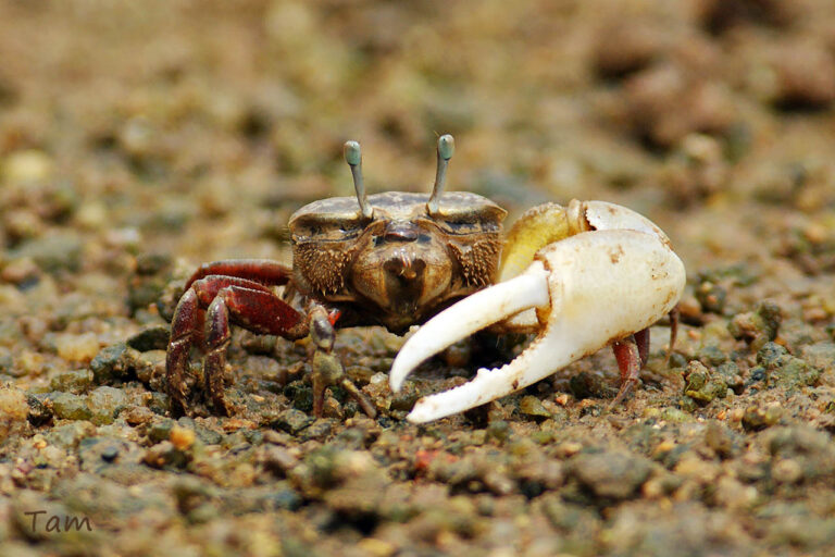 清白招潮蟹 Uca lactea - 澳門生態網