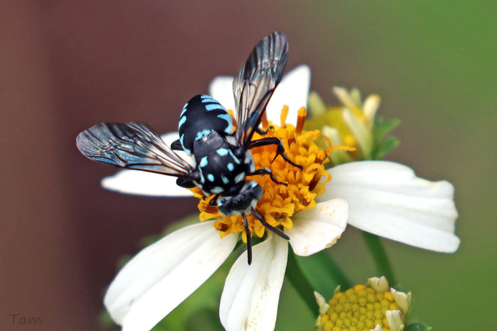 凹盾斑蜂 Crocisa emarginata - 澳門生態網