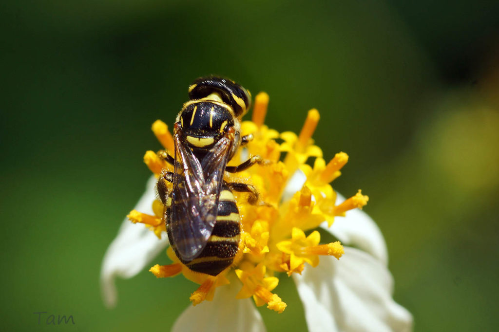 南方蘆蜂 Ceratina cognata - 澳門生態網