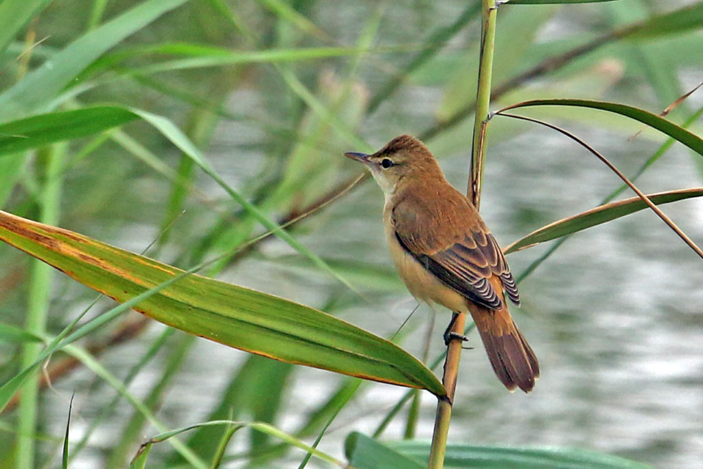 東方大葦鶯 Oriental Reed Warbler - 澳門生態網