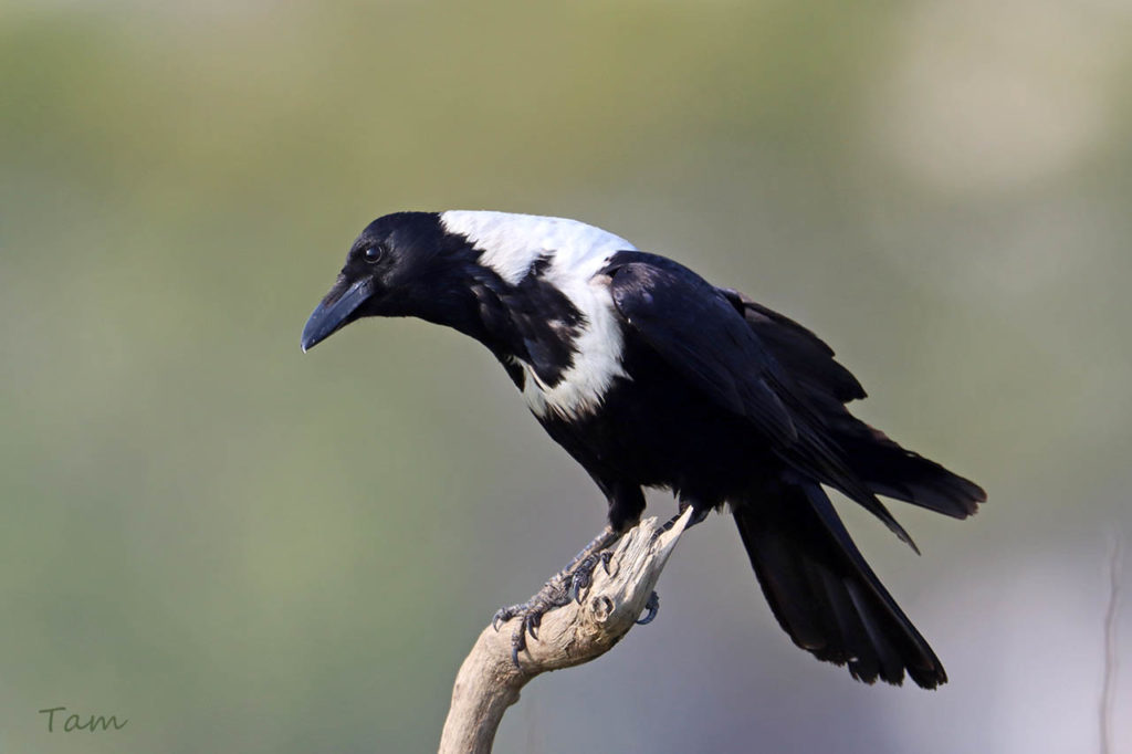 白頸鴉 Collared Crow - 澳門生態網
