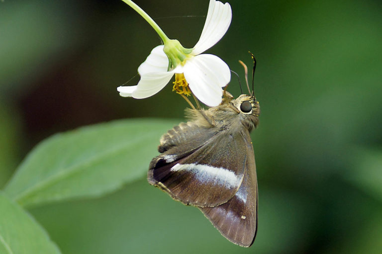 緯帶趾弄蝶 Hasora vitta - 澳門生態網