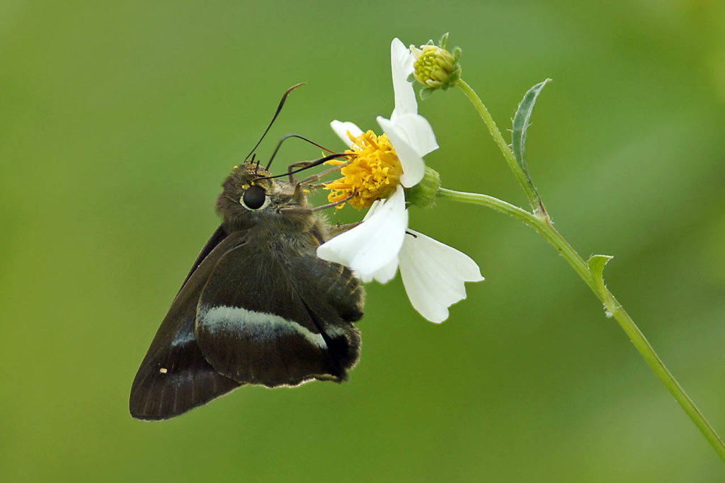 緯帶趾弄蝶 Hasora vitta - 澳門生態網