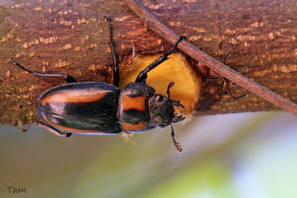 寛帶前鍬甲 Prosopocoilus biplagiatus - 澳門生態網