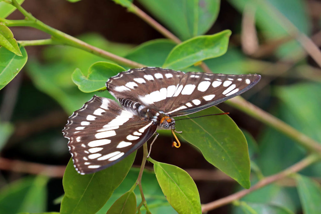 玄珠帶蛺蝶 Athyma perius - 澳門生態網
