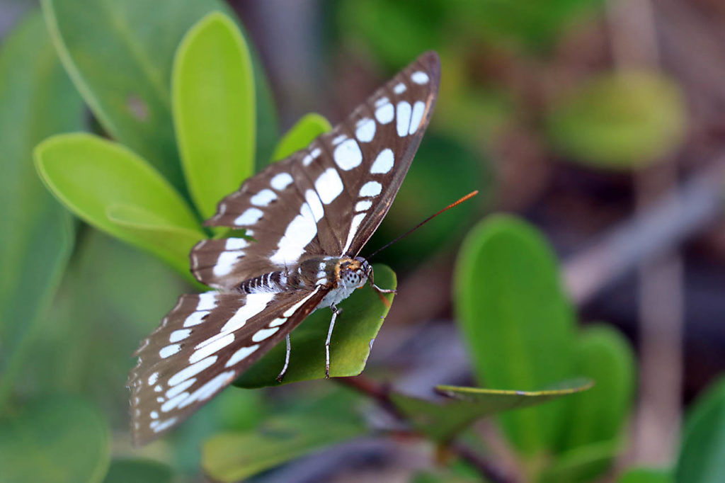 玄珠帶蛺蝶 Athyma perius - 澳門生態網