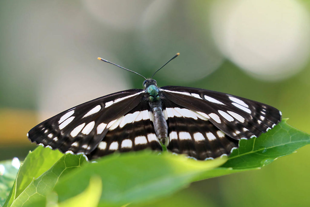 中環蛺蝶 Neptis hylas - 澳門生態網