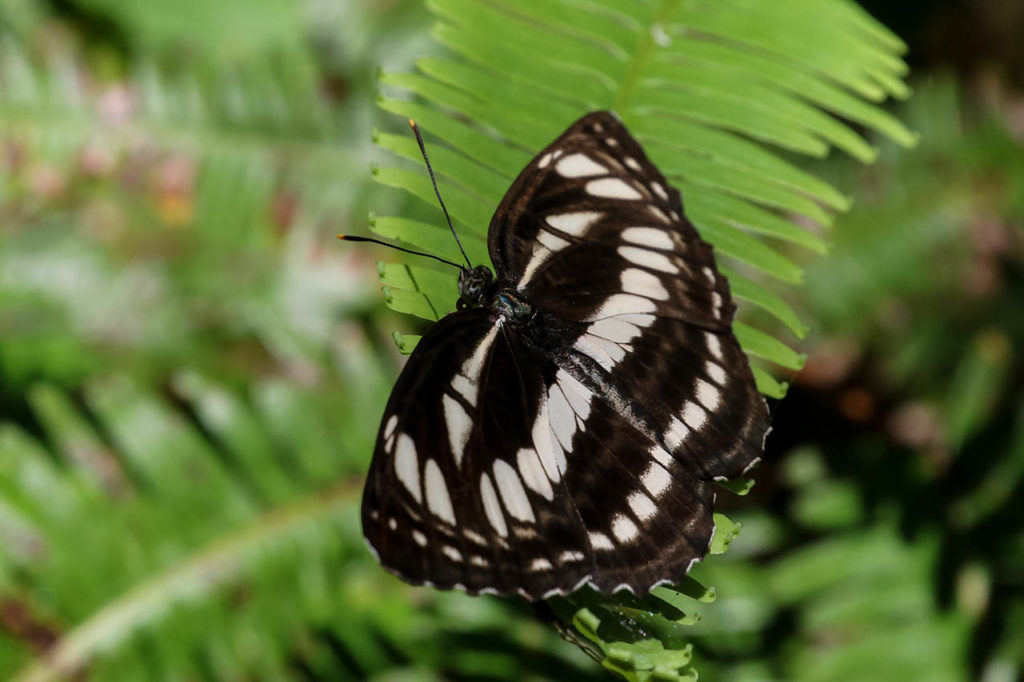 中環蛺蝶 Neptis hylas - 澳門生態網