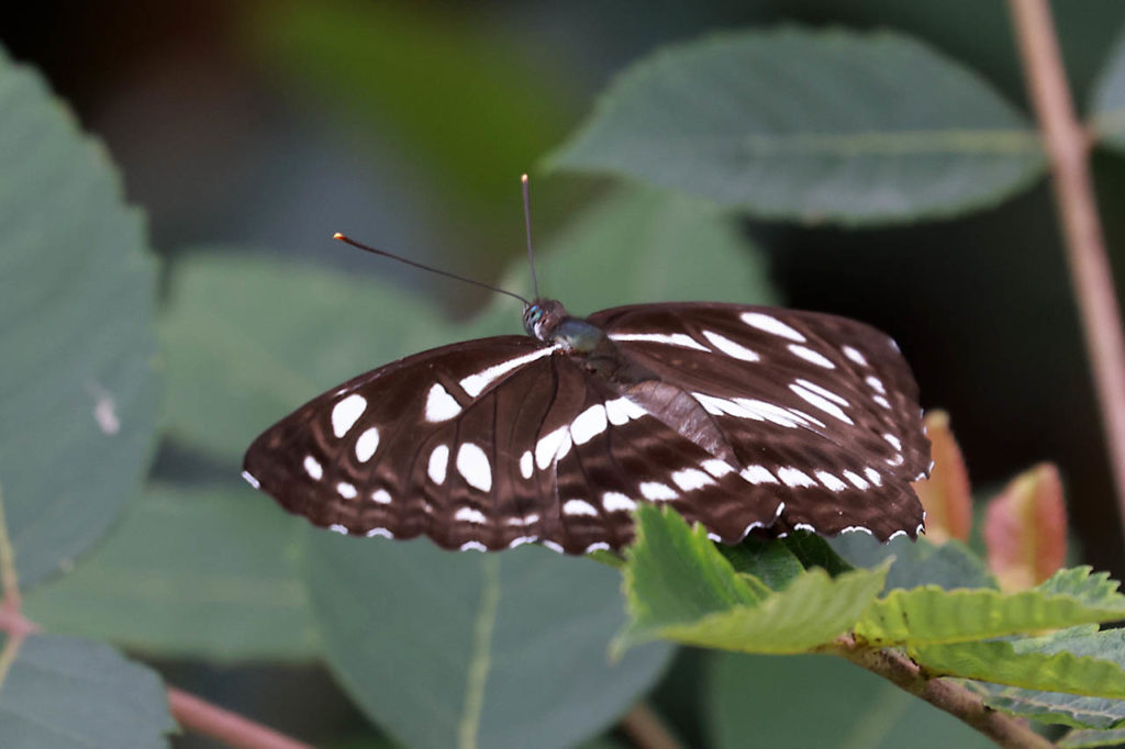 柱菲蛺蝶 Phaedyma columella - 澳門生態網