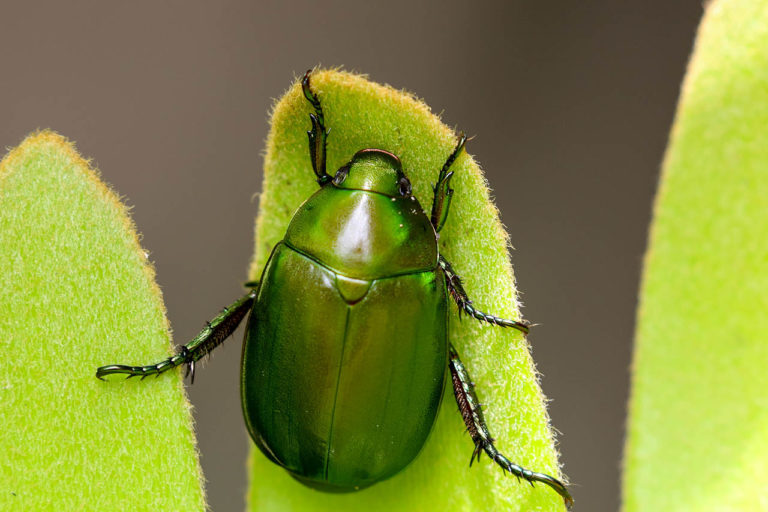 大綠異麗金龜 Anomala virens - 澳門生態網