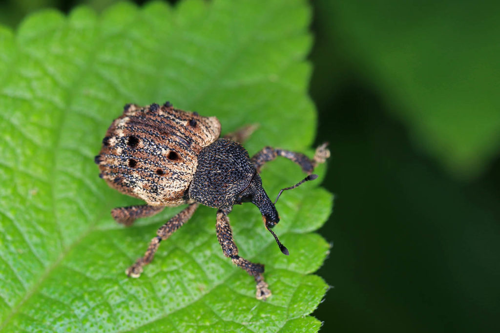 毛束象 Desmidophorus hebes - 澳門生態網