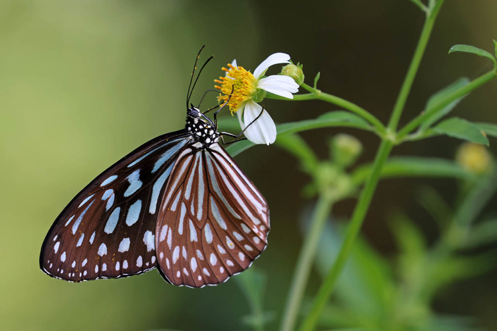 擬旖斑蝶 Ideopsis similis - 澳門生態網