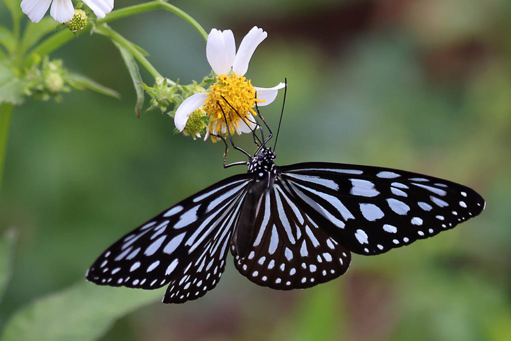 擬旖斑蝶 Ideopsis similis - 澳門生態網