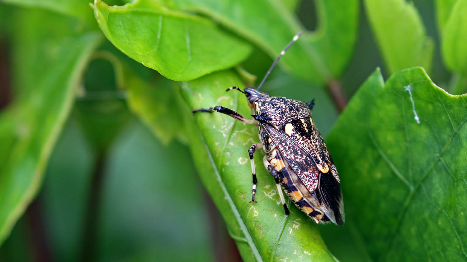 叉角厲蝽 Eocanthecona furcellata - 澳門生態網