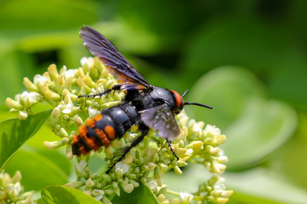 天藍土蜂 Megascolia azurea - 澳門生態網