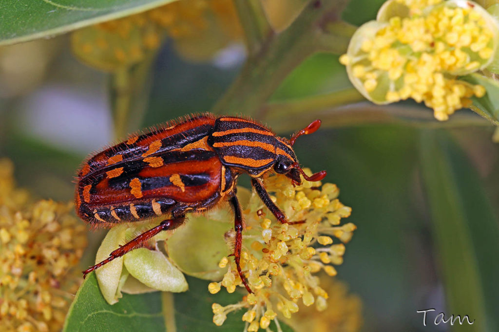 海麗花金龜 Euselates schoenfeldti - 澳門生態網