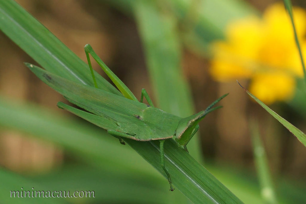 短額負蝗 Atractomorpha sinensis - 澳門生態網