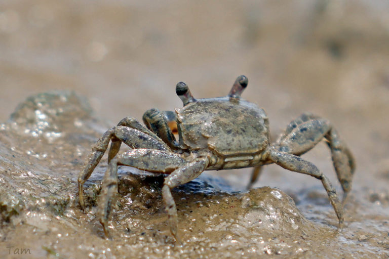 長足長方蟹 Metaplax longipes - 澳門生態網