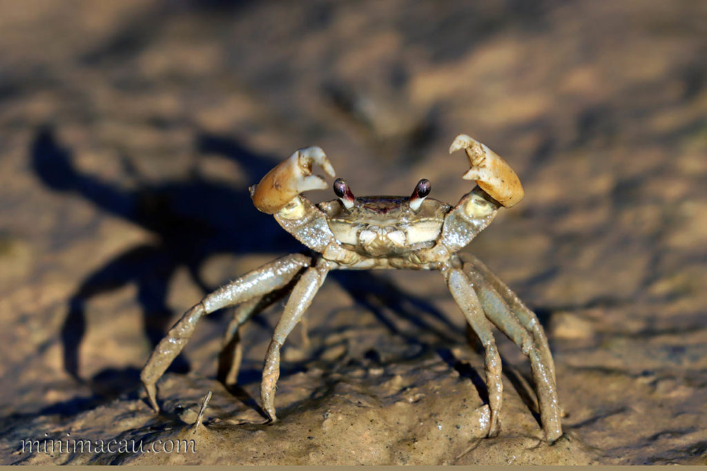 長足長方蟹 Metaplax longipes - 澳門生態網