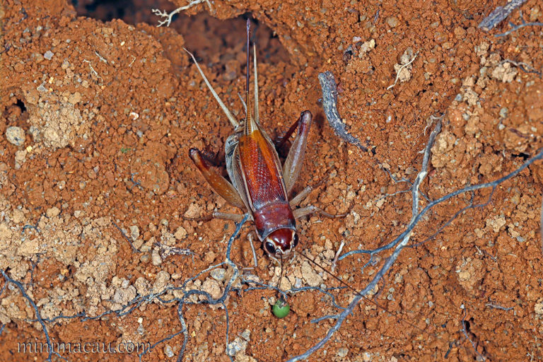 南方油葫蘆 Teleogryllus mitratus - 澳門生態網