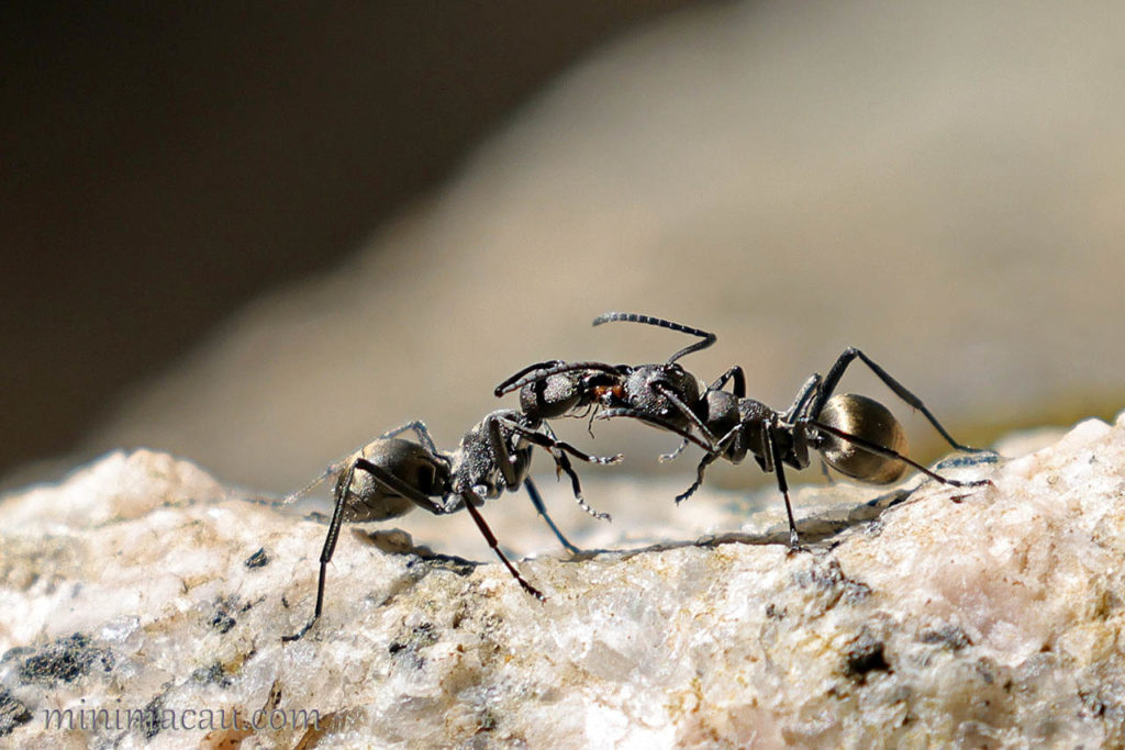 雙齒多刺蟻 Polyrhachis dives - 澳門生態網