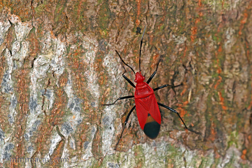 泛光紅蝽 Dindymus rubiginosus - 澳門生態網