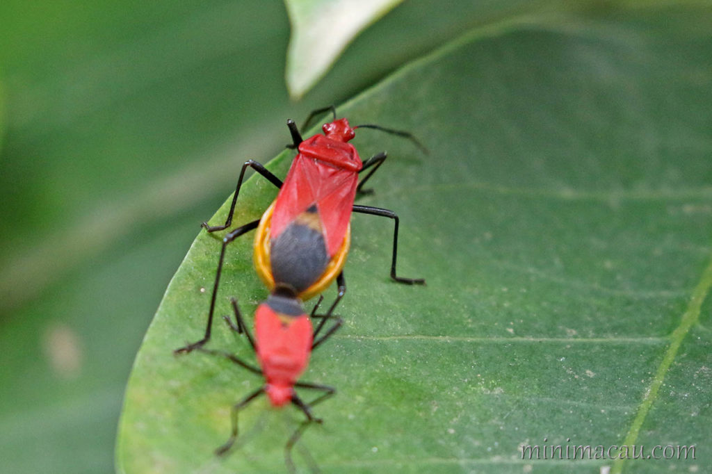 泛光紅蝽 Dindymus rubiginosus - 澳門生態網