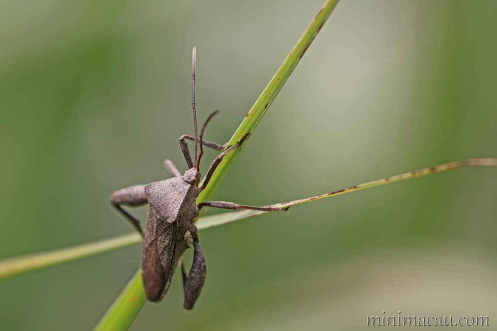 曲脛侎緣蝽 Mictis tenebrosa - 澳門生態網