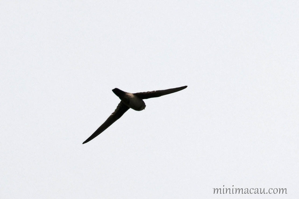 短嘴金絲燕 Himalayan Swiftlet - 澳門生態網