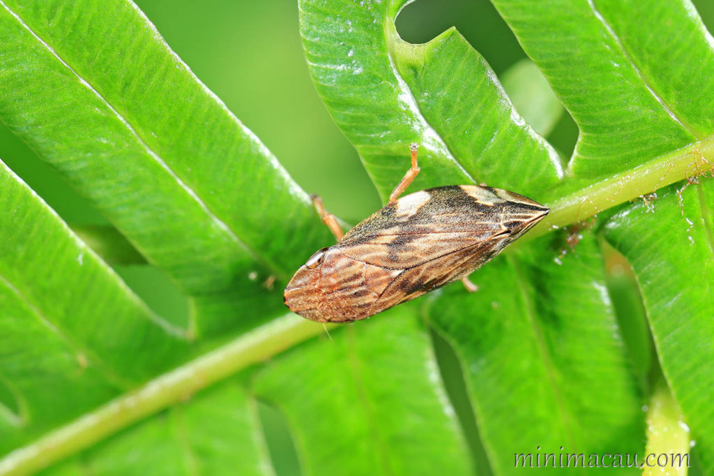 松尖鏟頭沫蟬 Clovia conifer - 澳門生態網