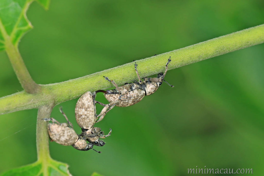 圓腹象 Blosyrus sp. - 澳門生態網