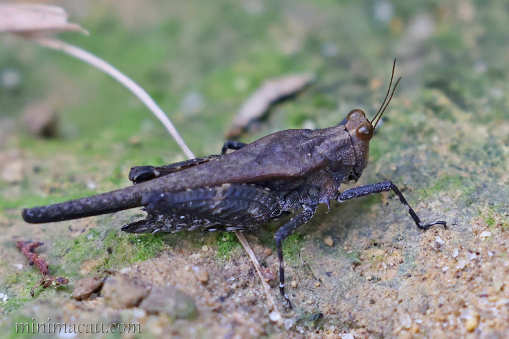 突眼優角蚱 Eucriotettix oculatus - 澳門生態網