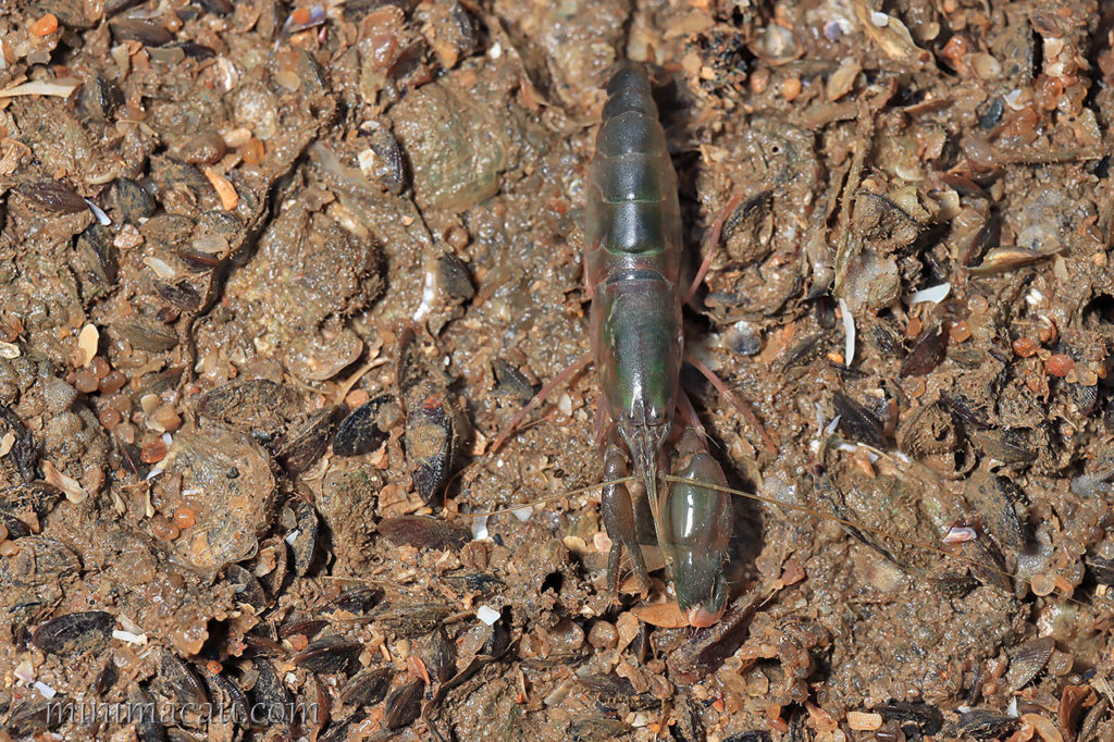 葉齒鼓蝦 Alpheus lobidens - 澳門生態網