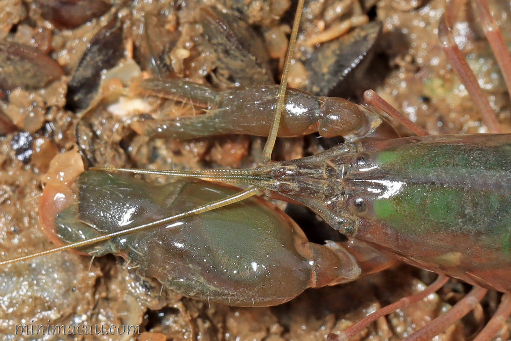 葉齒鼓蝦 Alpheus lobidens - 澳門生態網