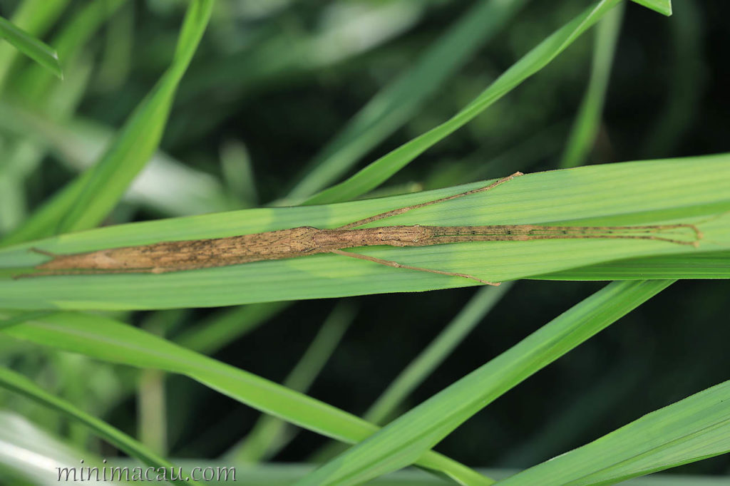 棉管䗛 Sipyloidea sipylus - 澳門生態網