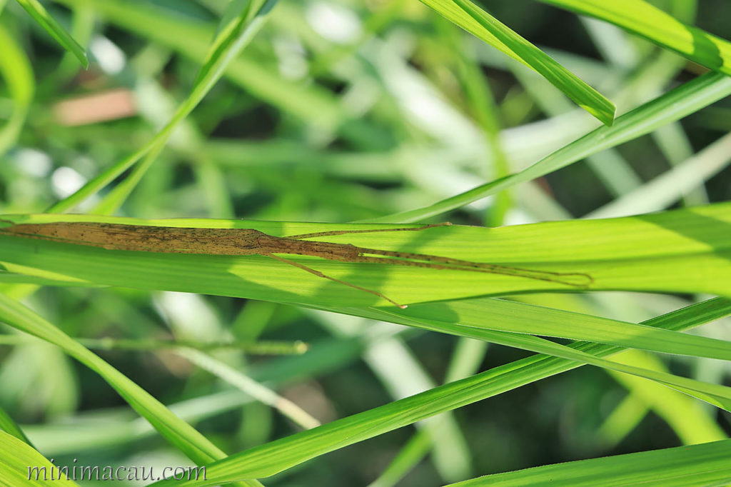 棉管䗛 Sipyloidea sipylus - 澳門生態網